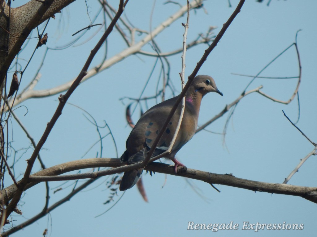 Birding in Jamaica – Renegade Expressions