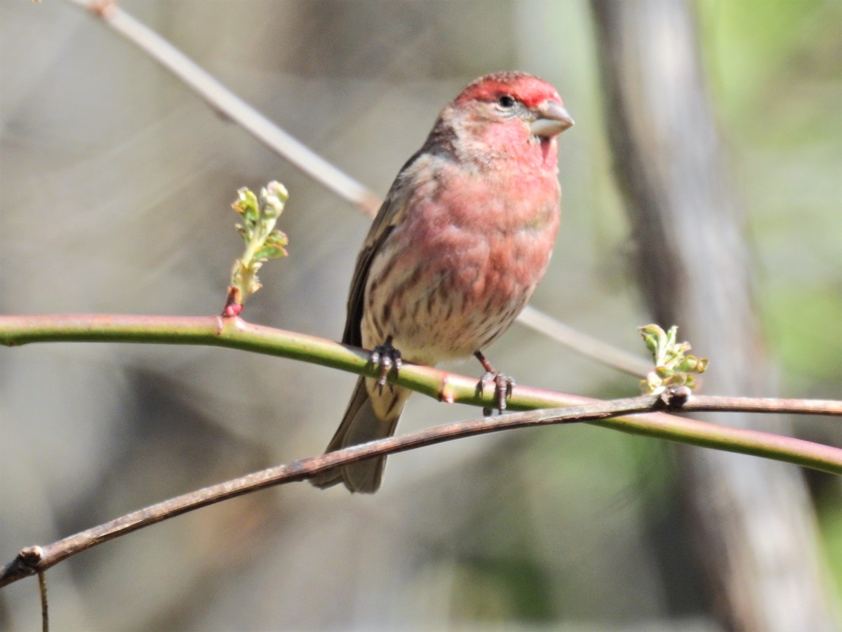 House Finch – Renegade Expressions