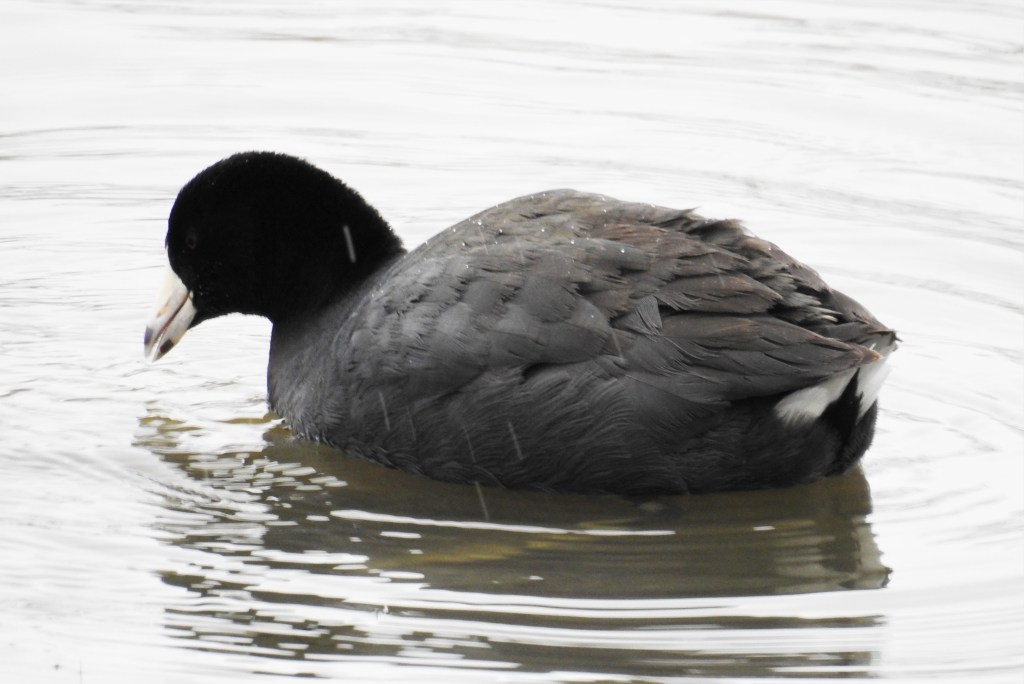 American Coot – Renegade Expressions