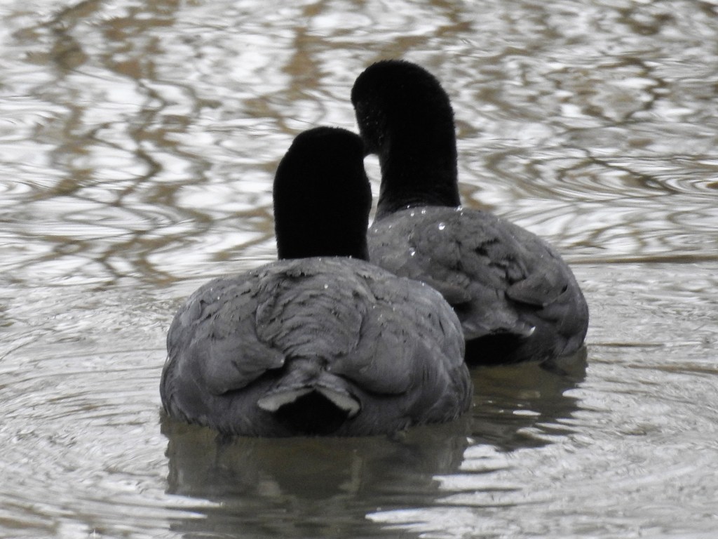 American Coot – Renegade Expressions
