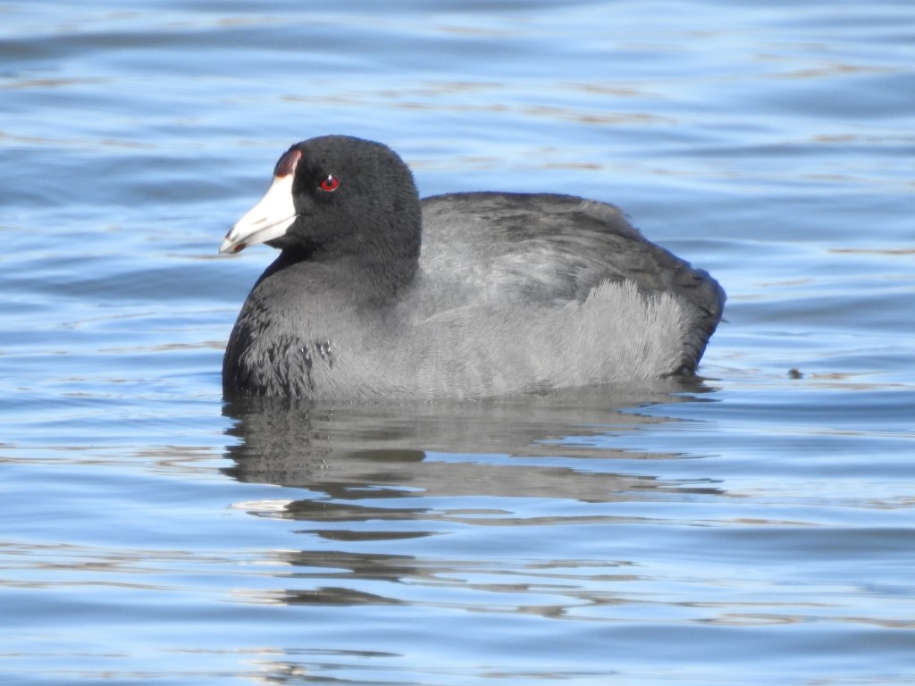 American Coot – Renegade Expressions