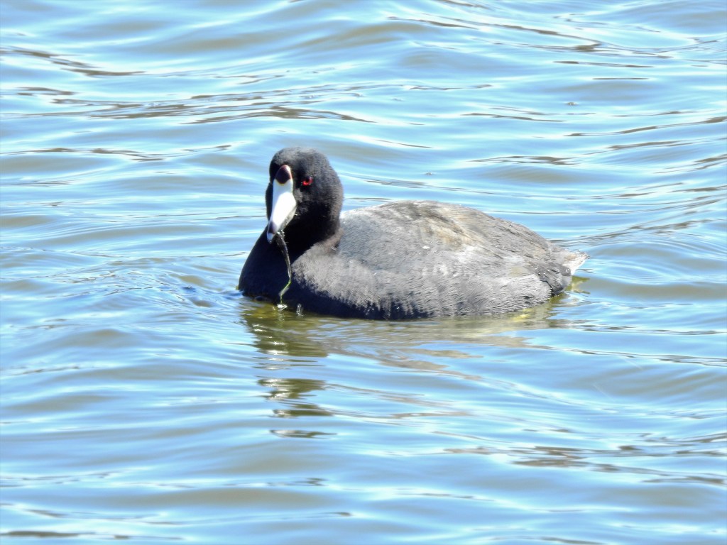 American Coot – Renegade Expressions
