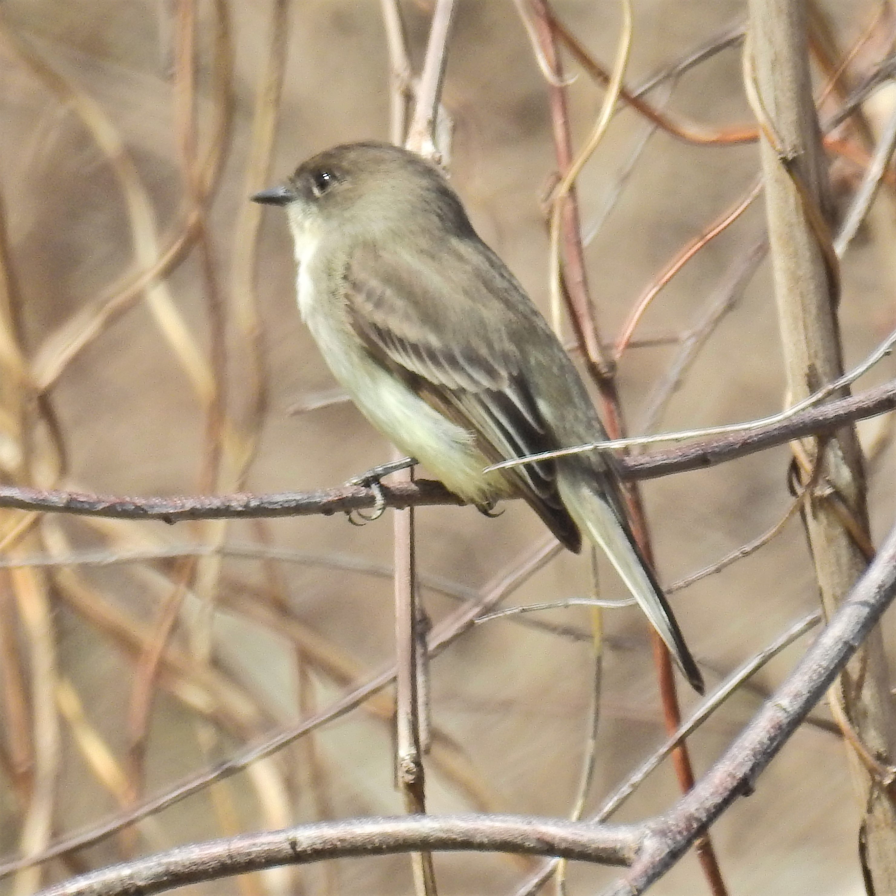 Eastern Phoebe – Renegade Expressions