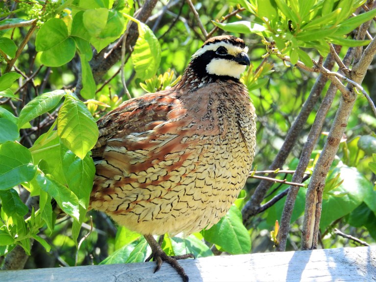 Northern Bobwhite – Renegade Expressions