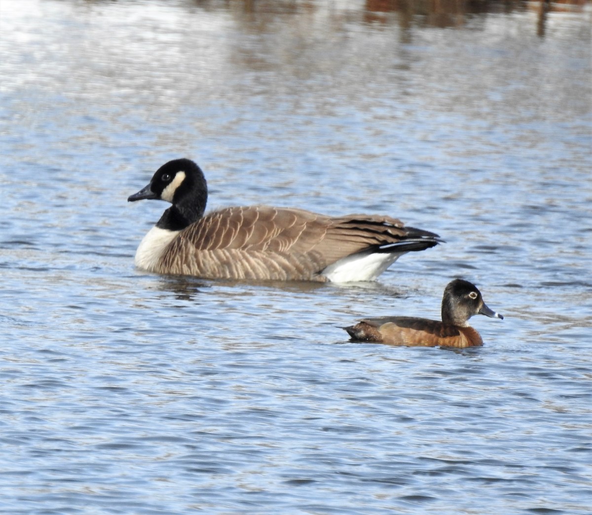 Cackling Goose – Renegade Expressions