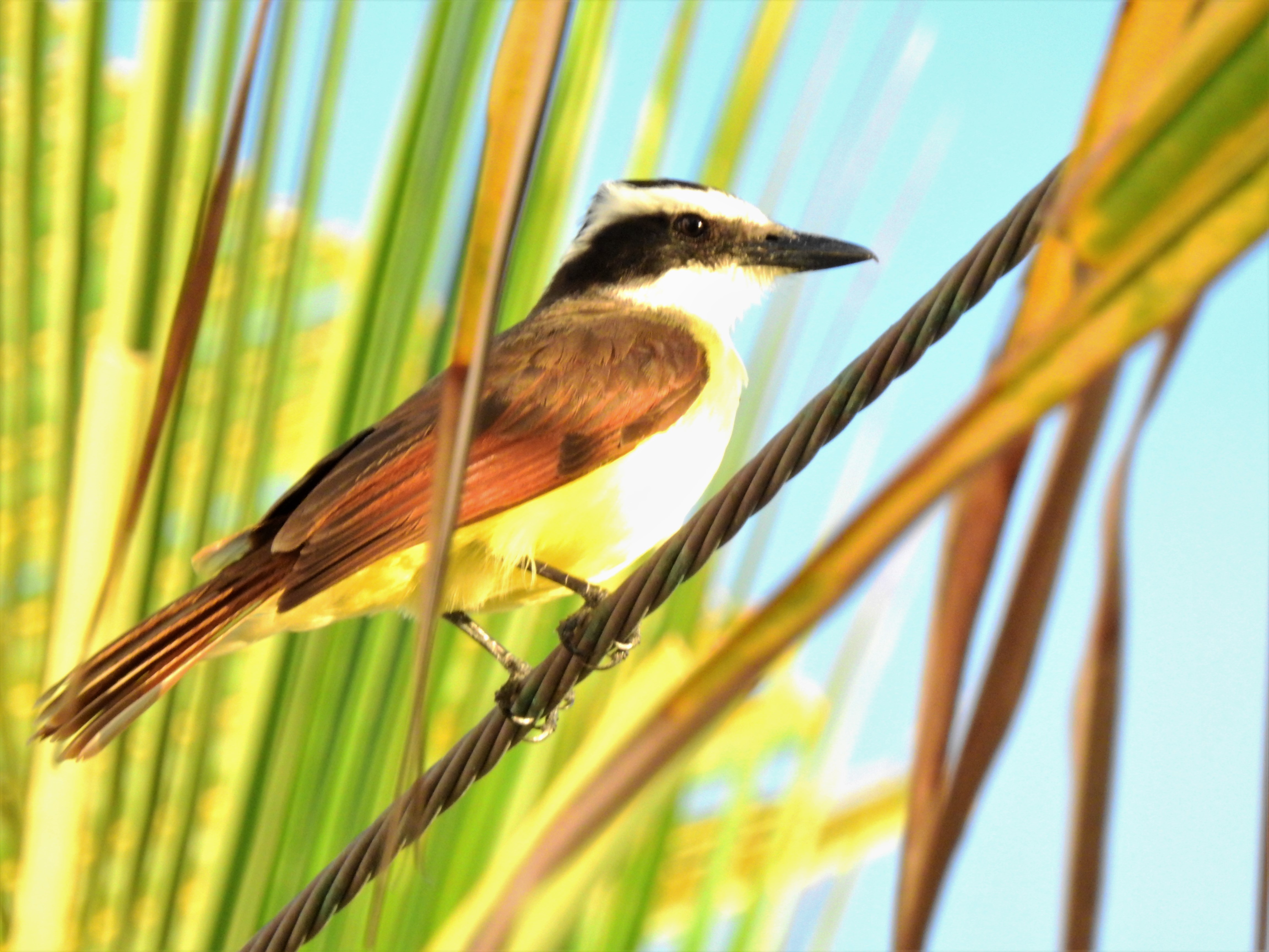 Great Kiskadee – Renegade Expressions